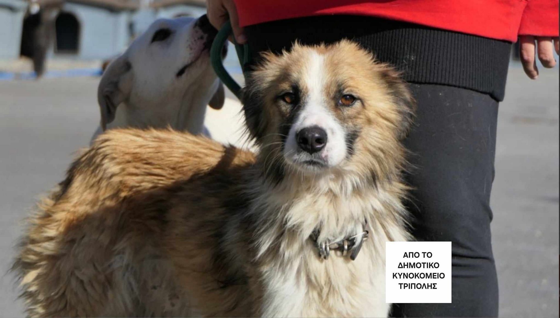 SAVE A GREEK STRAY / SGS